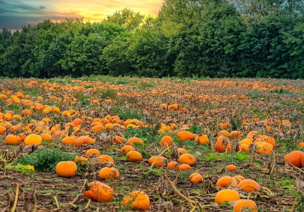 Allenjoy Autumn Pumpkin Patch Field Photography Backdrop Gbsx-00946 ...