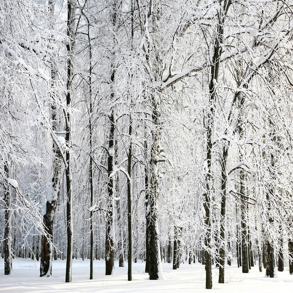 Allenjoy Winter Wonderland Forest Photography Backdrop Gbsx-00732 ...